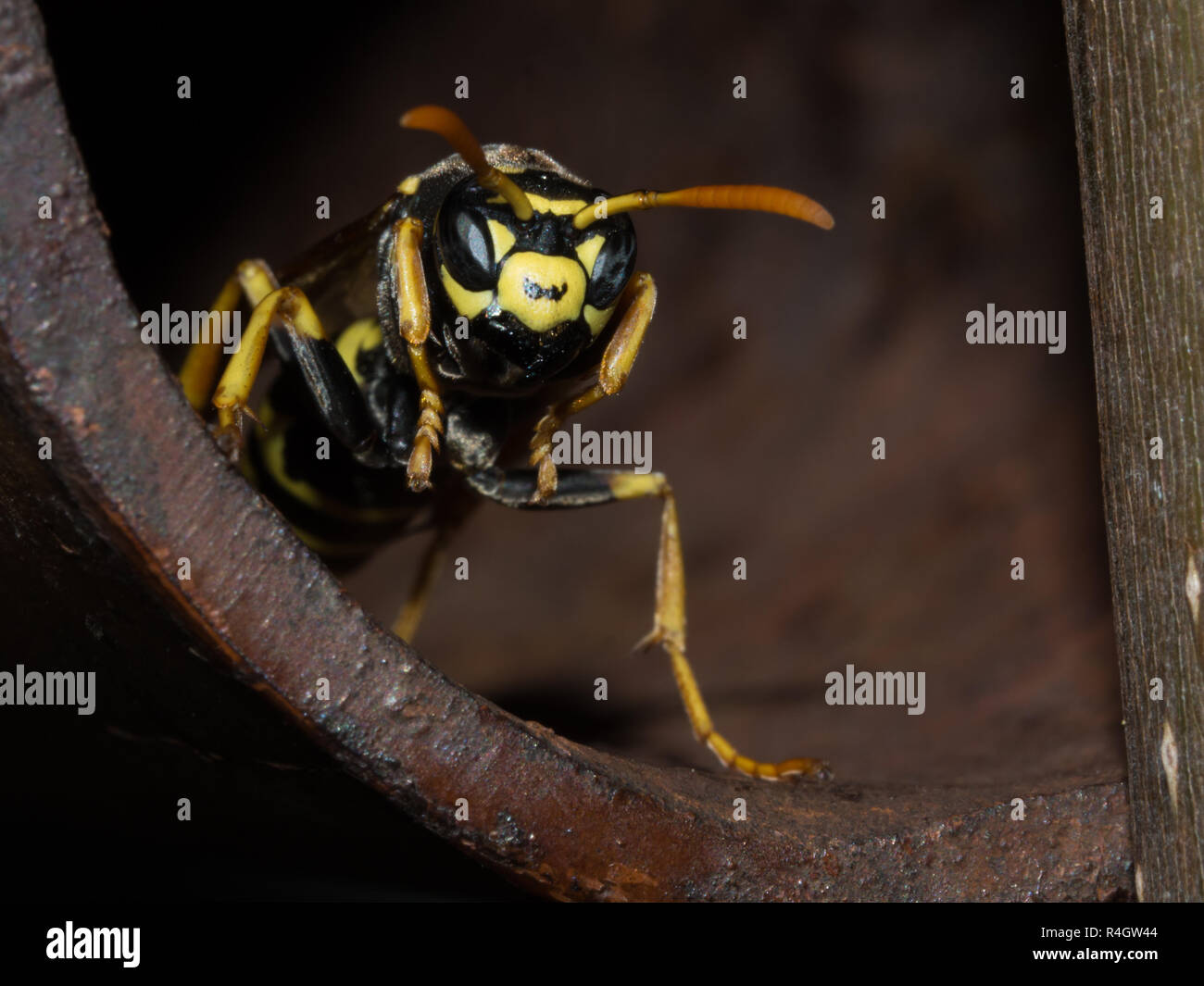 Wasp nest detail hi-res stock photography and images - Alamy