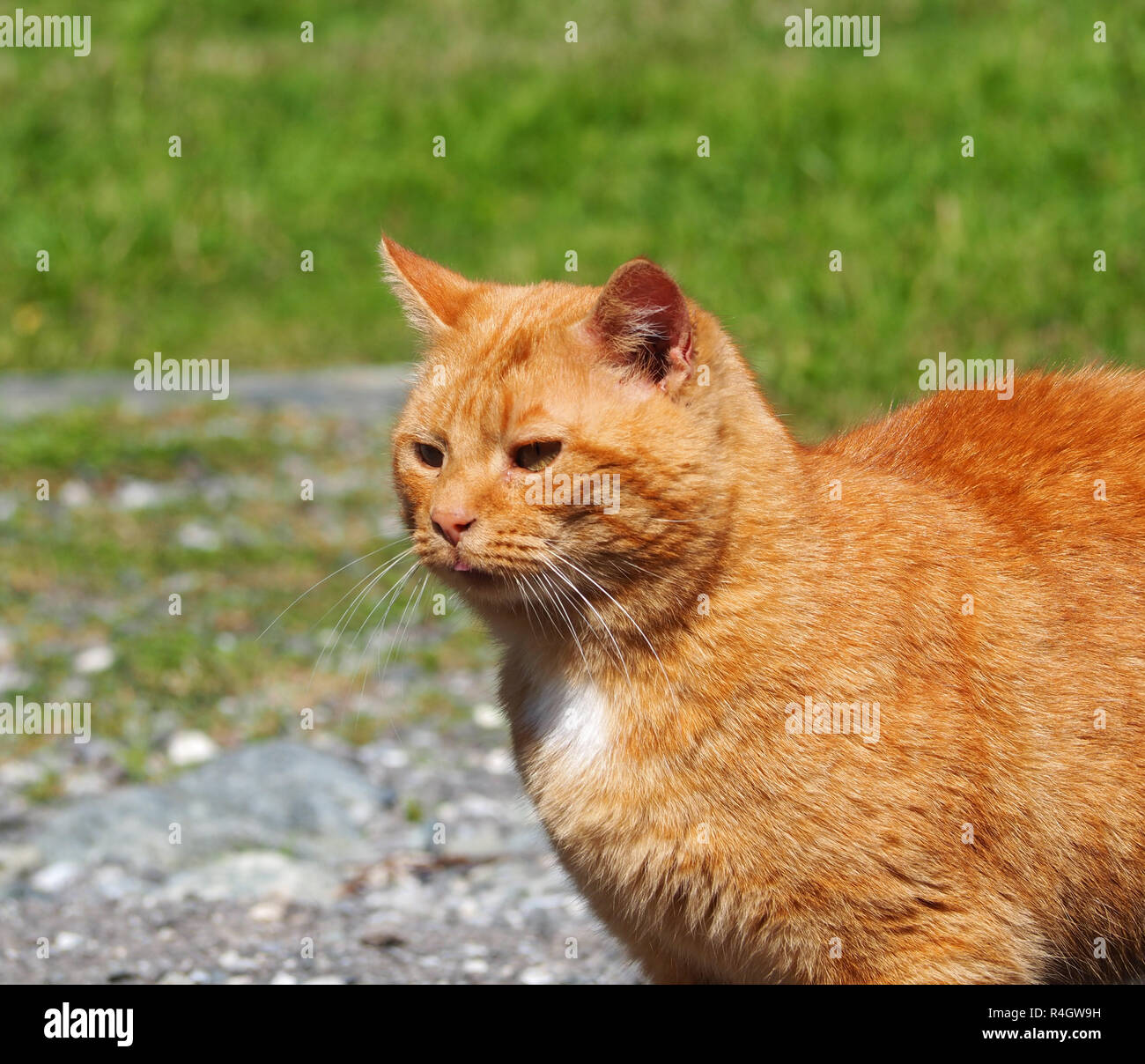 Cute ginger cat Stock Photo - Alamy