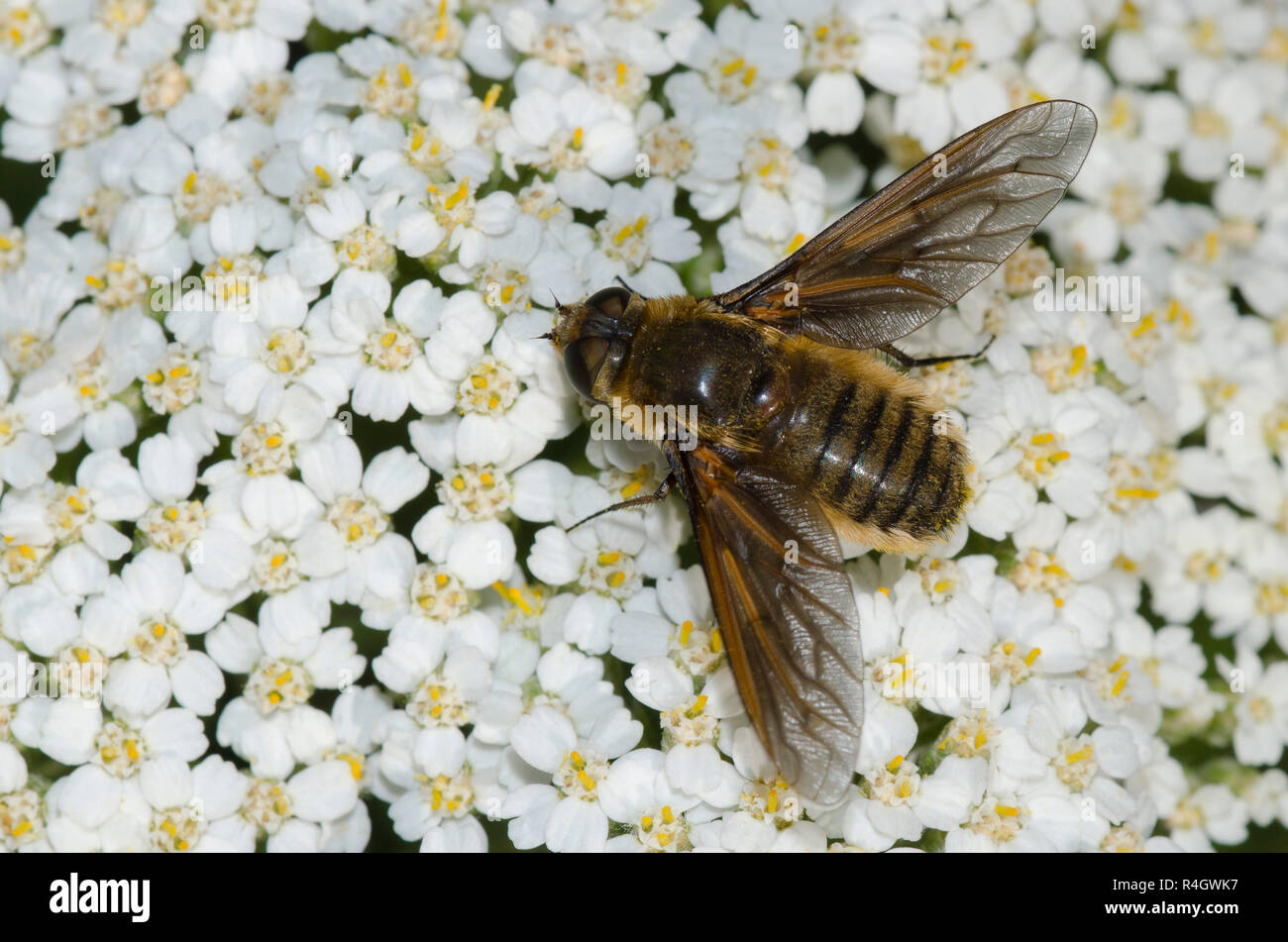 Bee Fly, Poecilanthrax lucifer, on yarrow, Achillea millefolium Stock ...