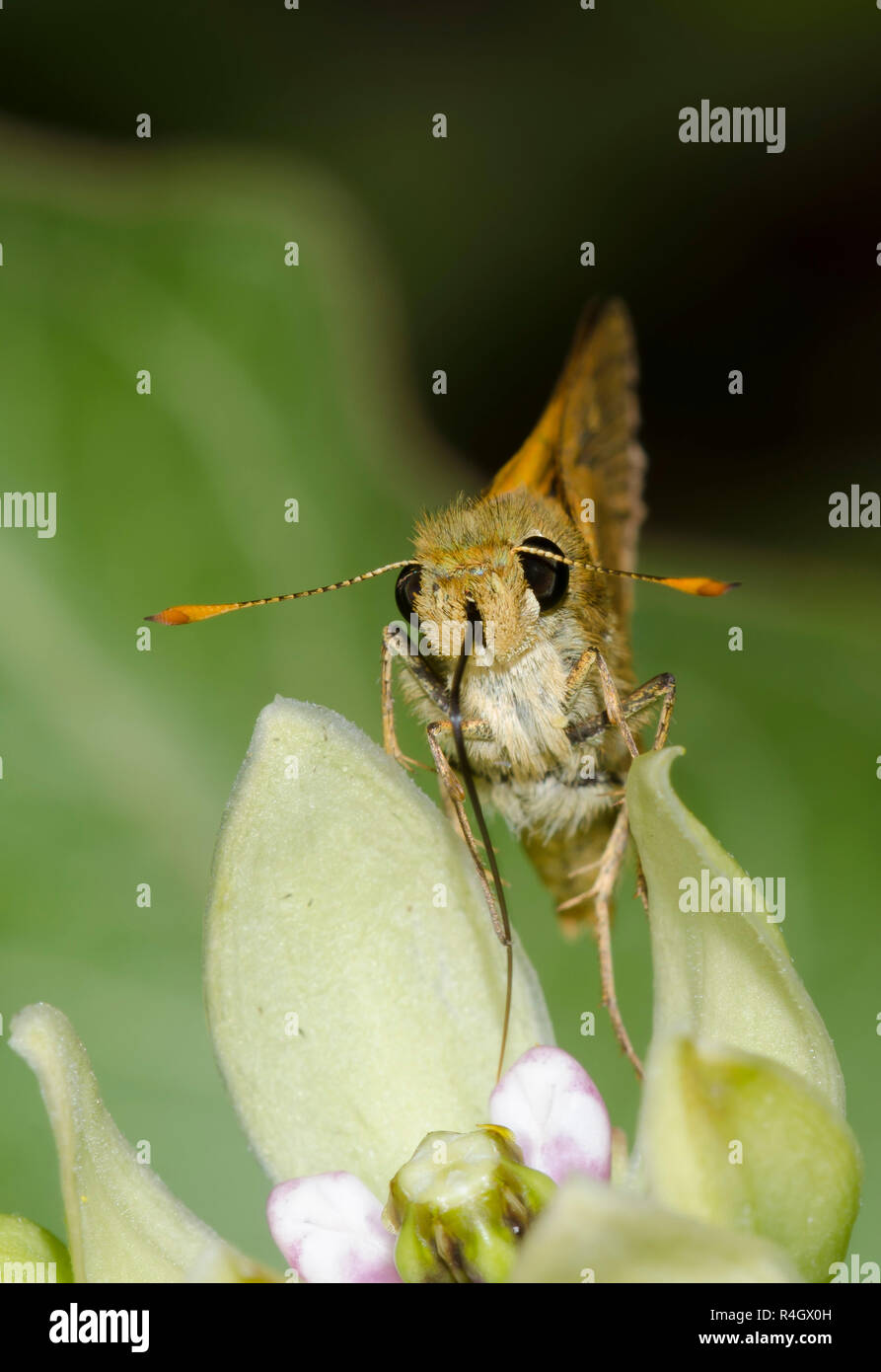 Southern Broken-dash, Polites otho, male nectaring from green milkweed ...