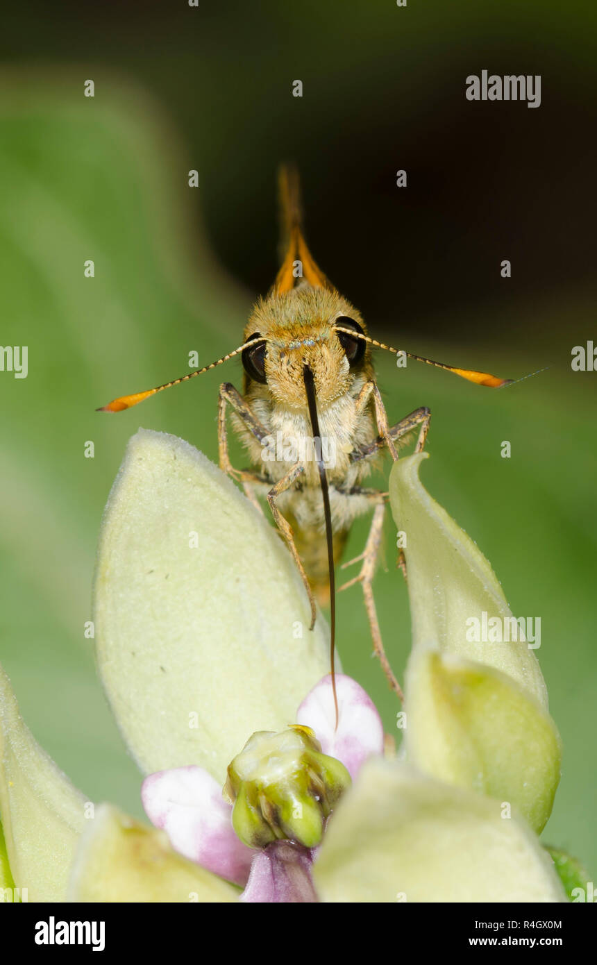 Southern Broken-dash, Polites otho, male nectaring from green milkweed ...