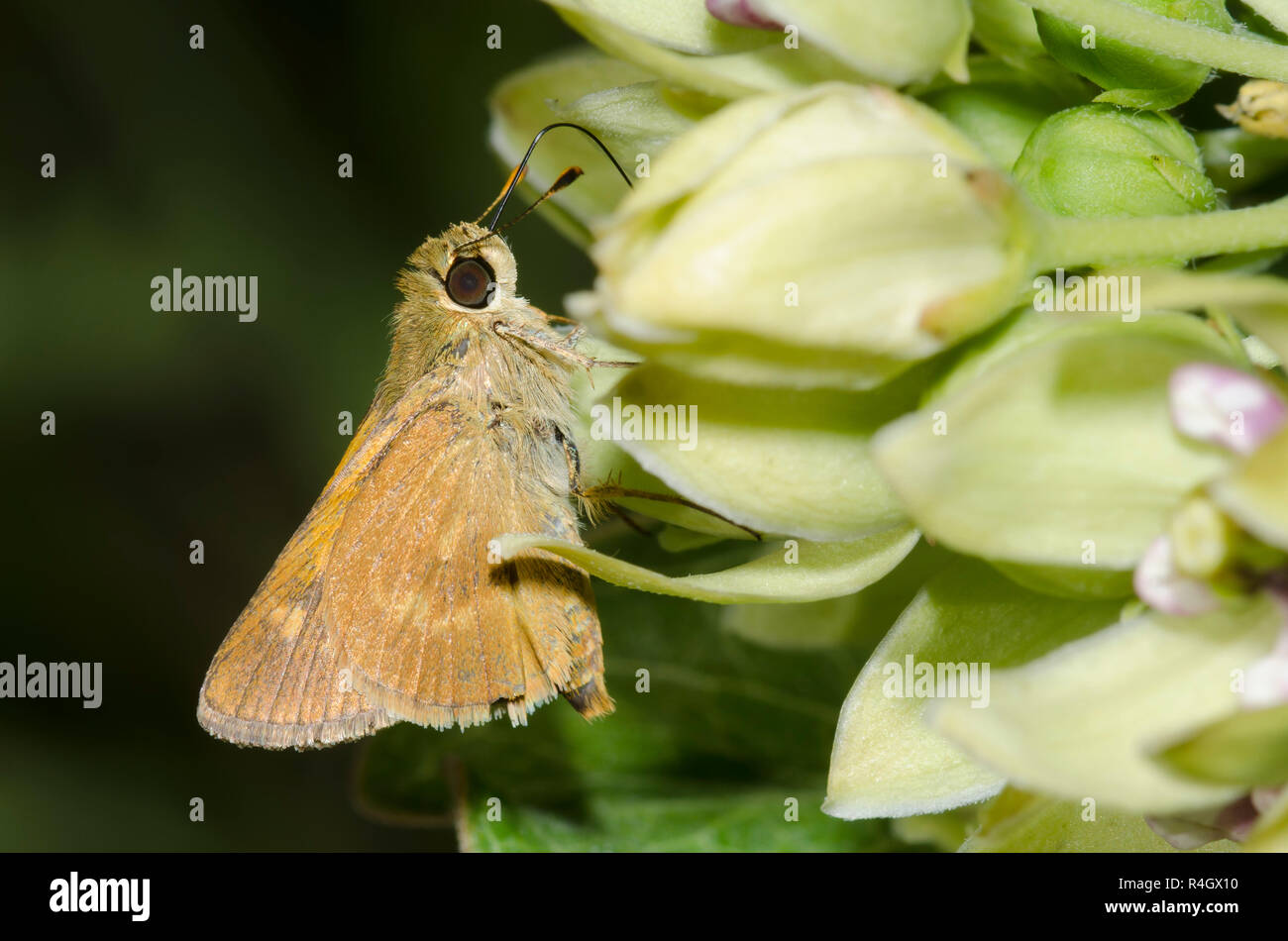 Southern Broken-dash, Polites otho, male nectaring from green milkweed ...