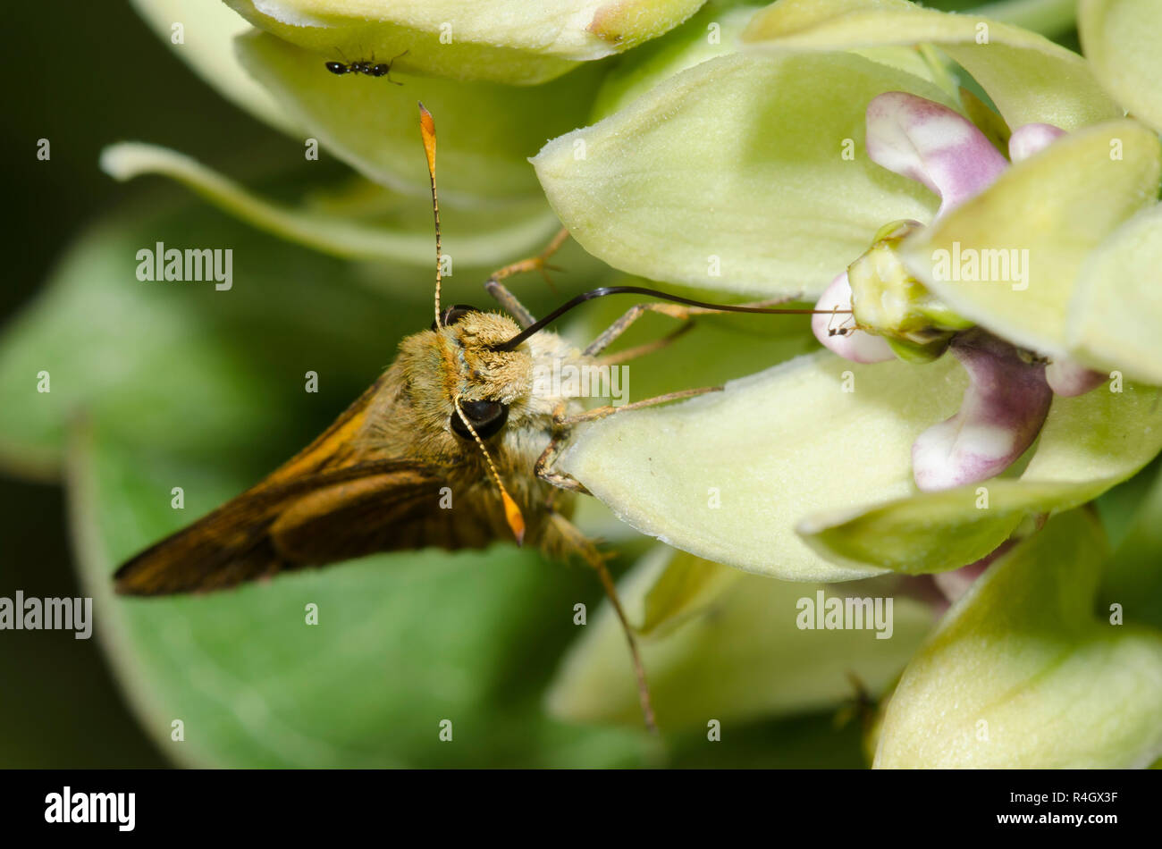 Southern Broken-dash, Polites otho, male nectaring from green milkweed ...