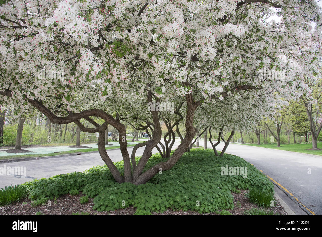 Median Garden High Resolution Stock Photography and Images - Alamy
