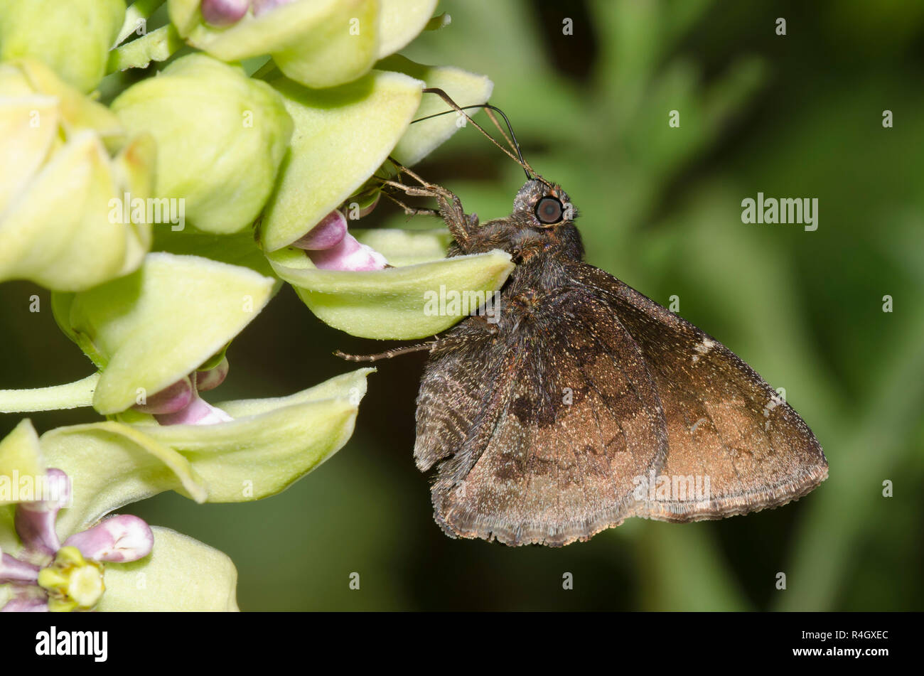 Northern Cloudywing, Cecropterus pylades, male on green milkweed ...