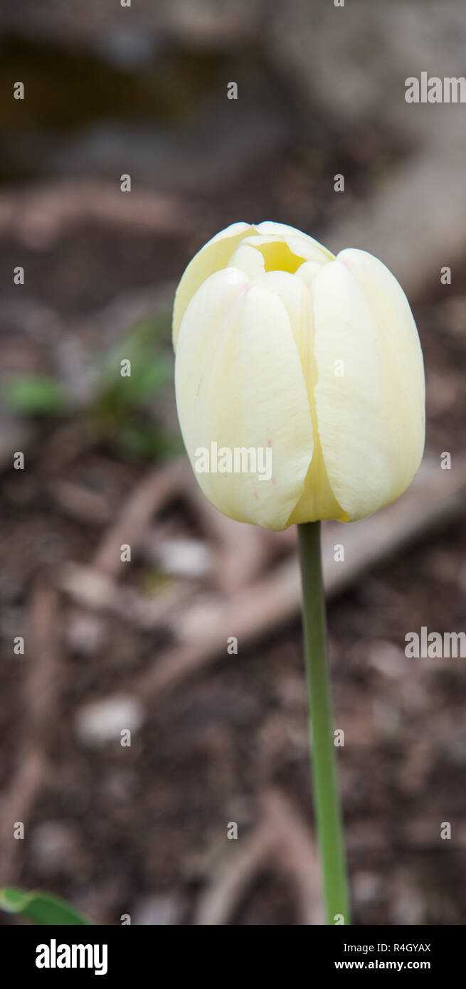 Pale yellow tulip growing during spring in outdoor garden in Naperville ...
