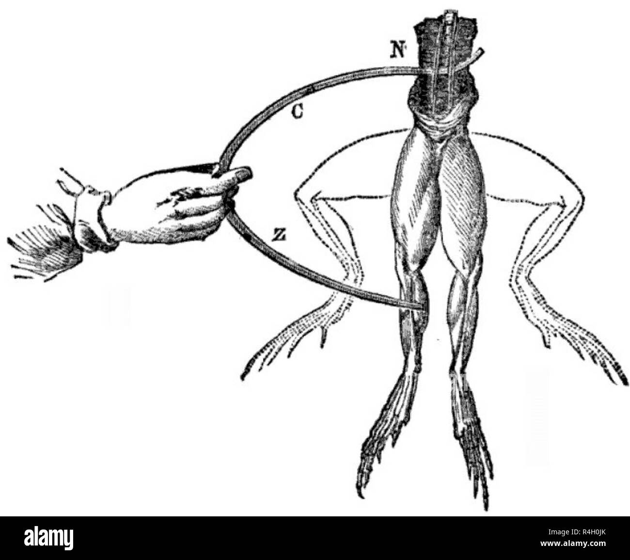 Electrodes touch a frog, and the legs twitch into the upward position ...