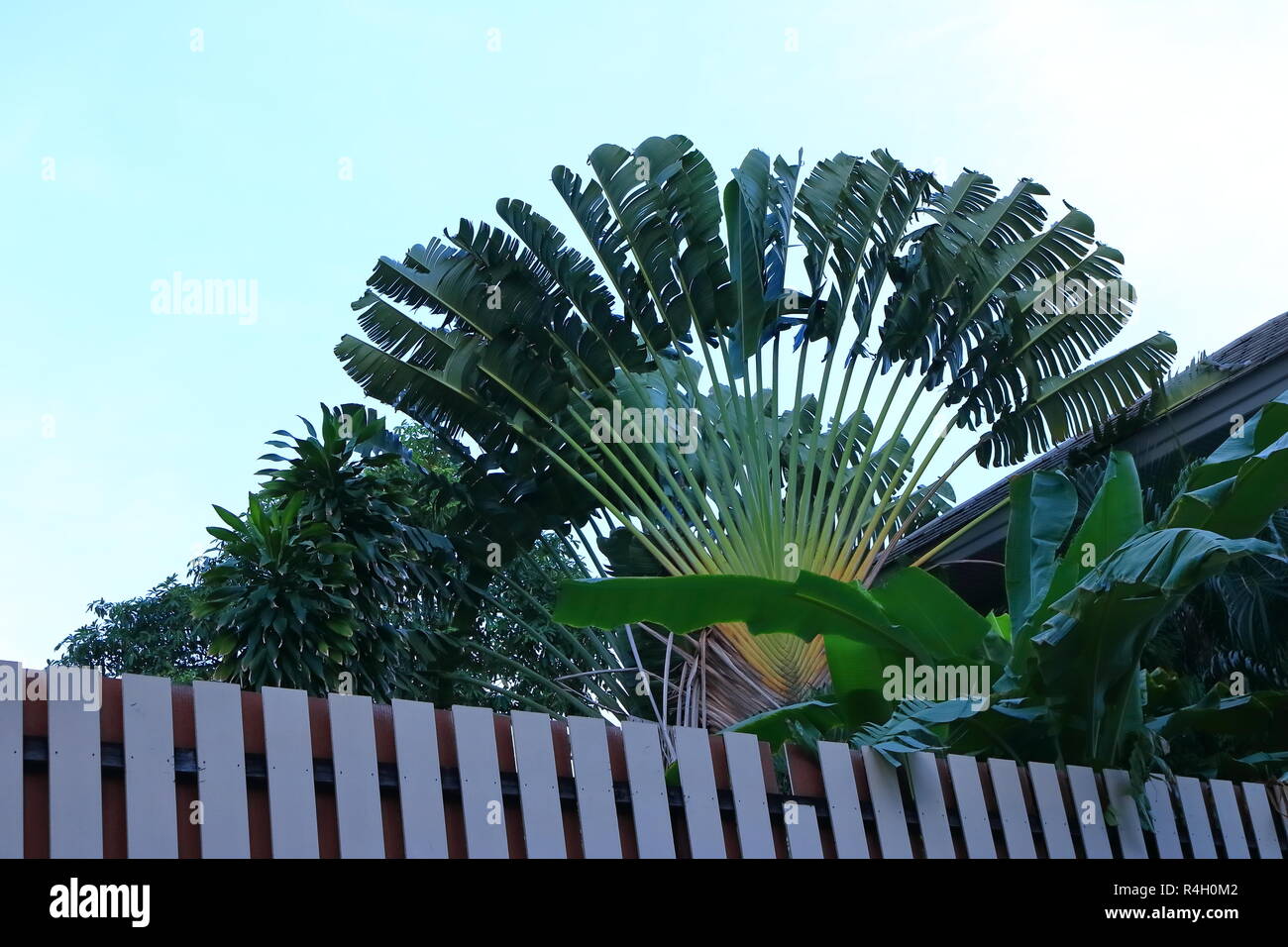 beautiful banana tree leaves look like a fan with blue sky in the ...