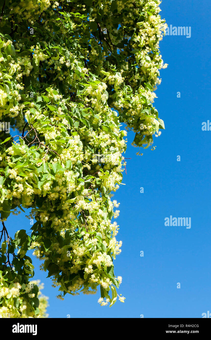 flowering linden trees Stock Photo - Alamy