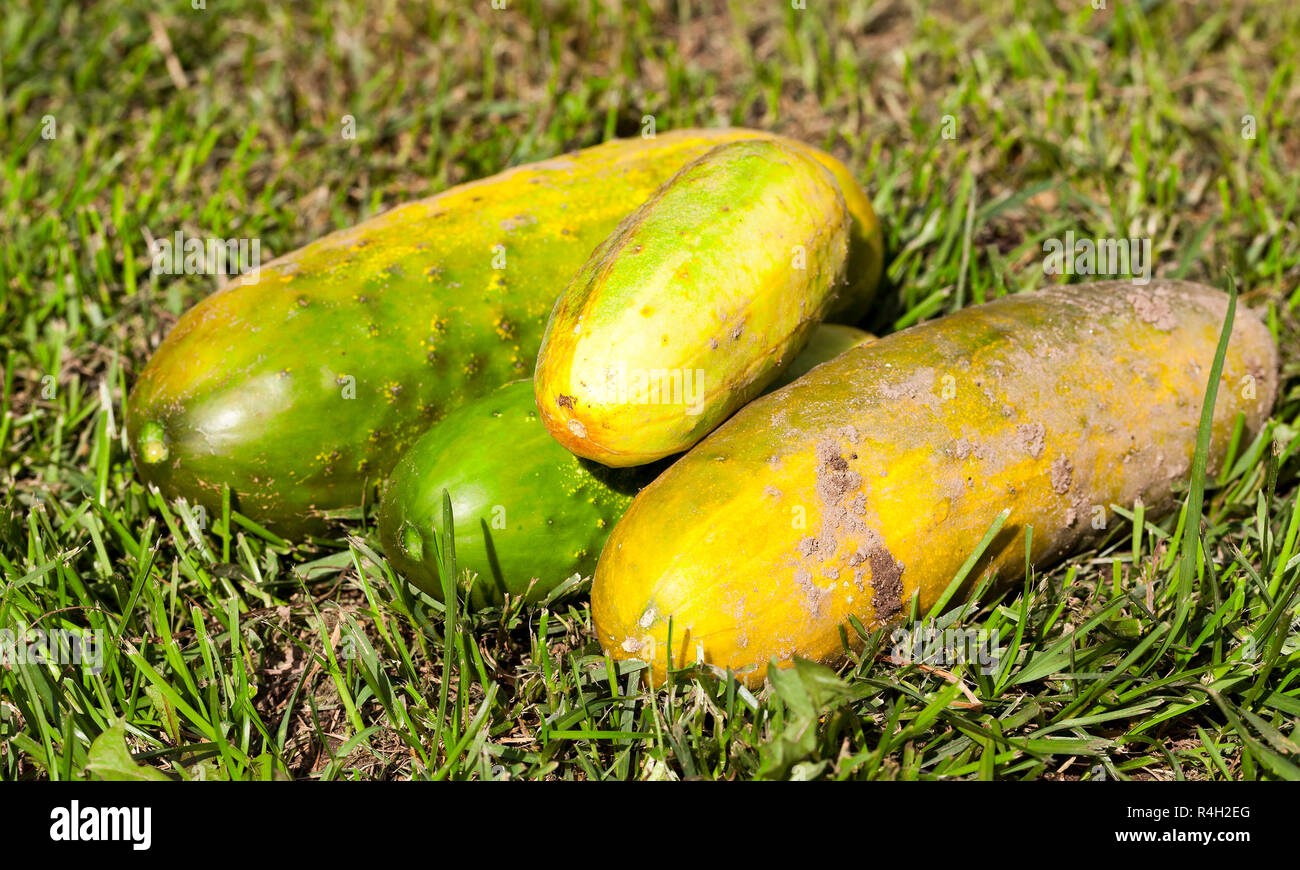 old cucumber field Stock Photo - Alamy
