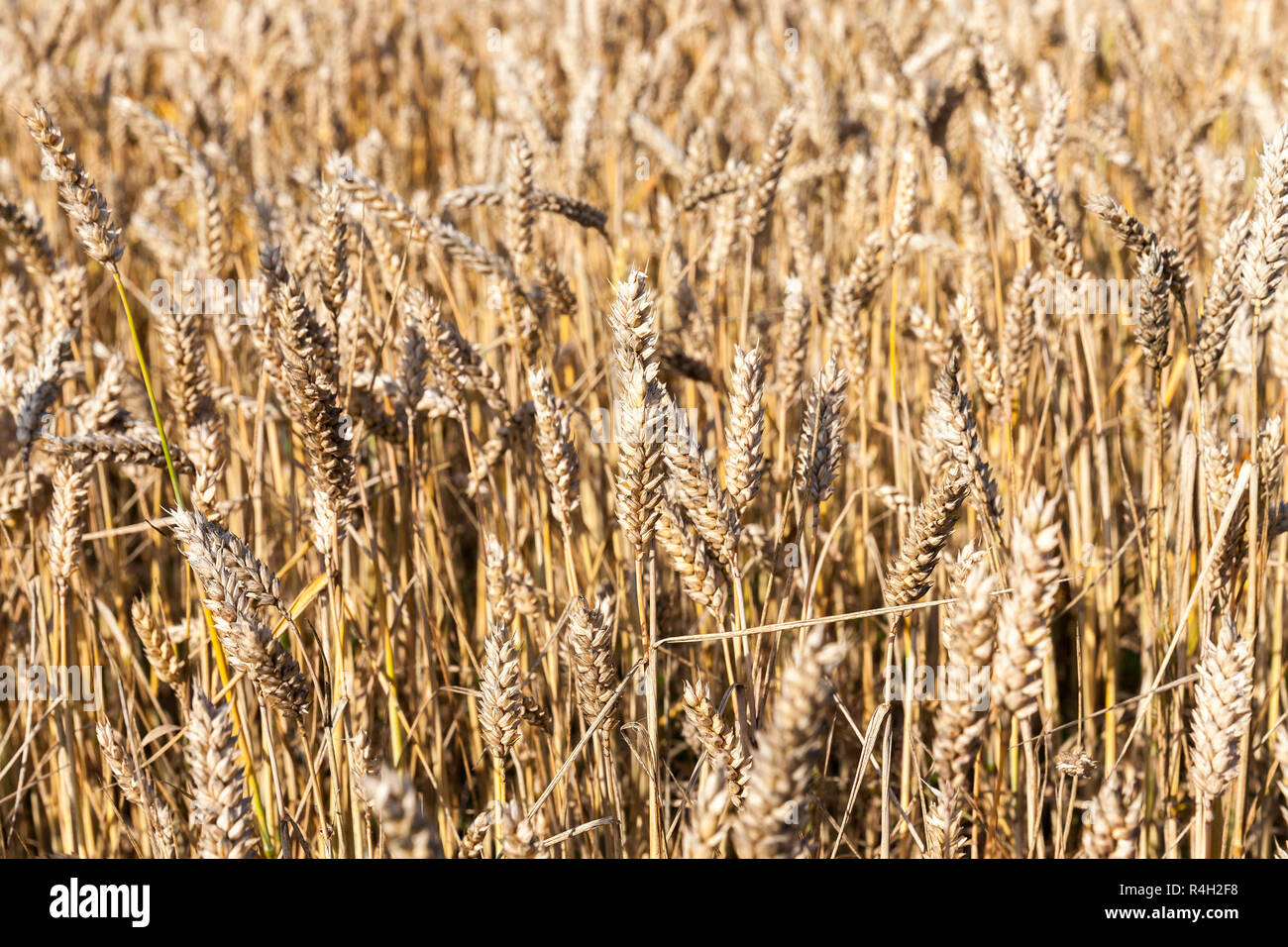 field with rye Stock Photo - Alamy