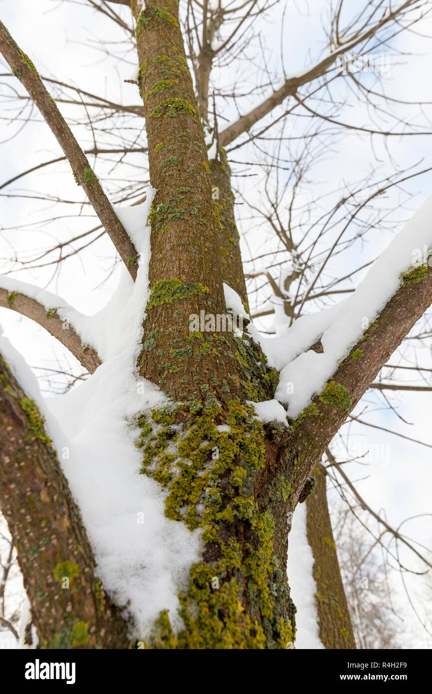 trees covered with snow Stock Photo - Alamy