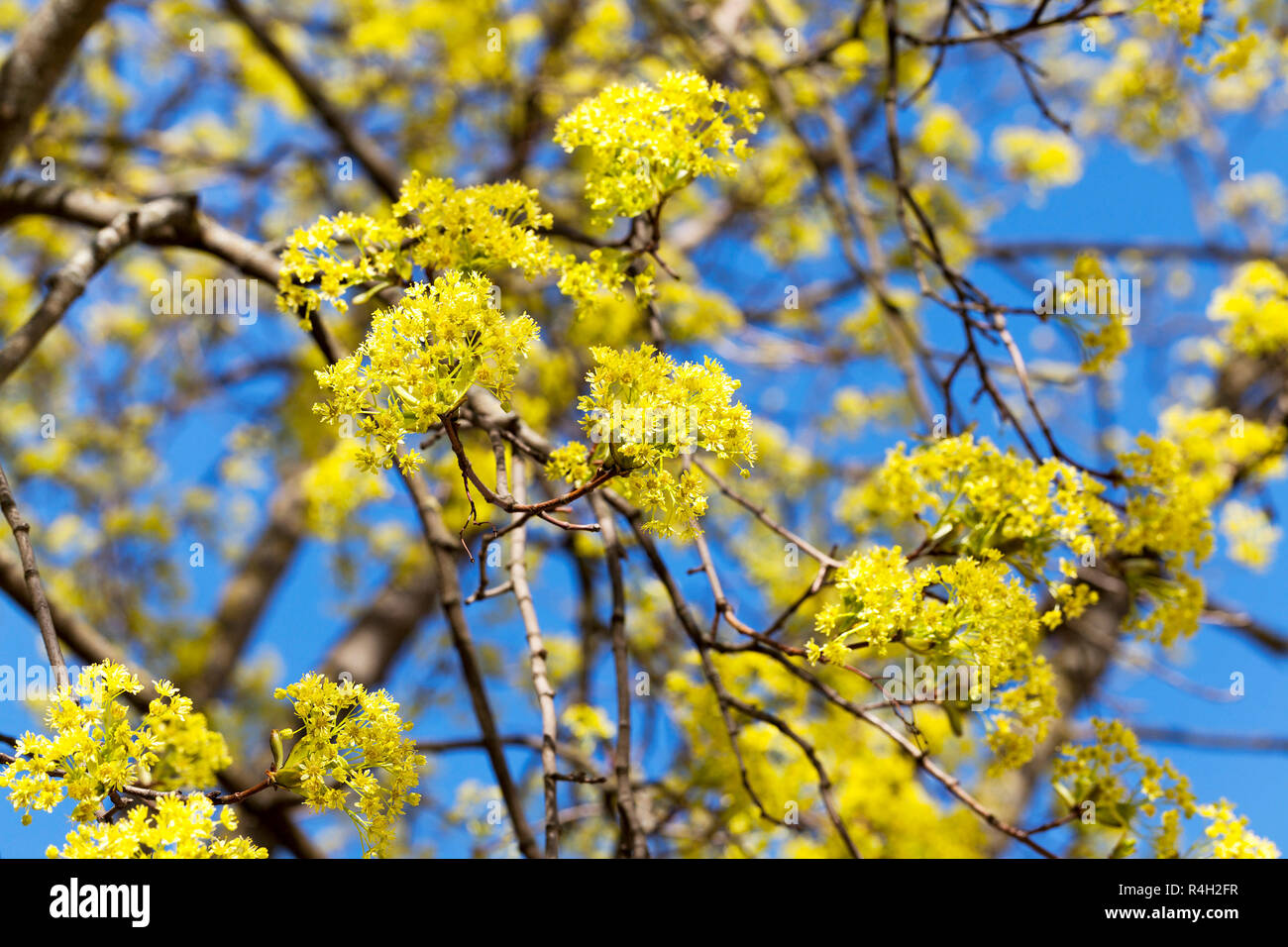 flowering maple tree Stock Photo - Alamy