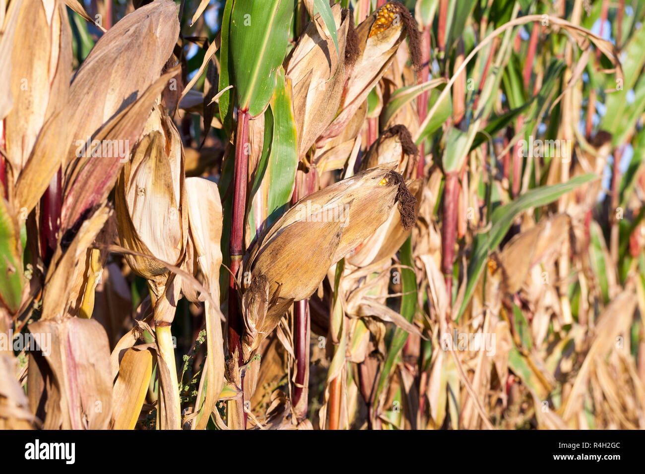 Beautiful corn field design hi-res stock photography and images - Alamy