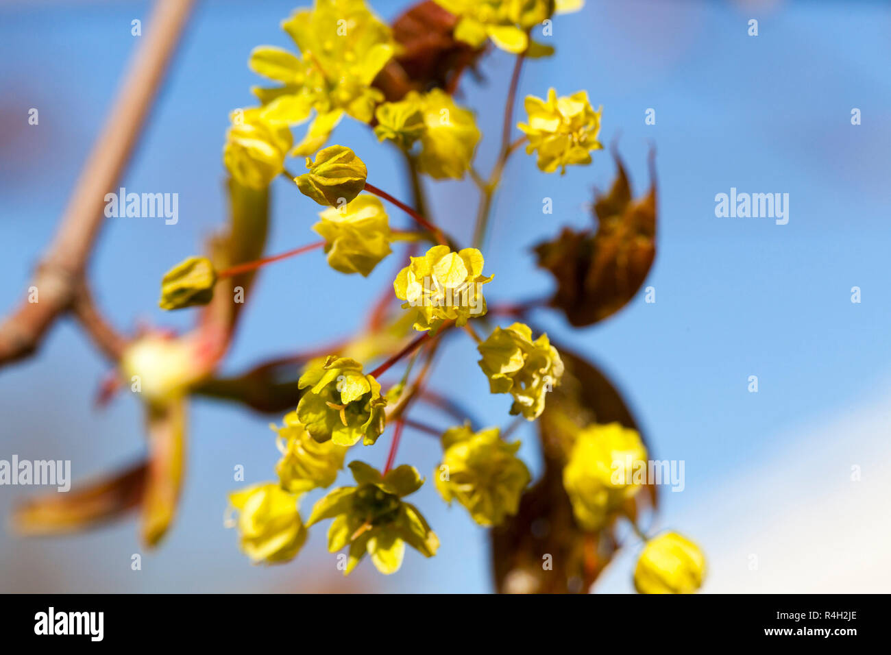 flowering maple tree Stock Photo - Alamy