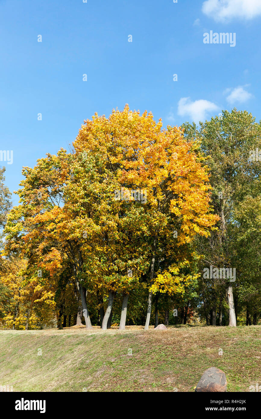yellowed maple trees in the fall Stock Photo - Alamy