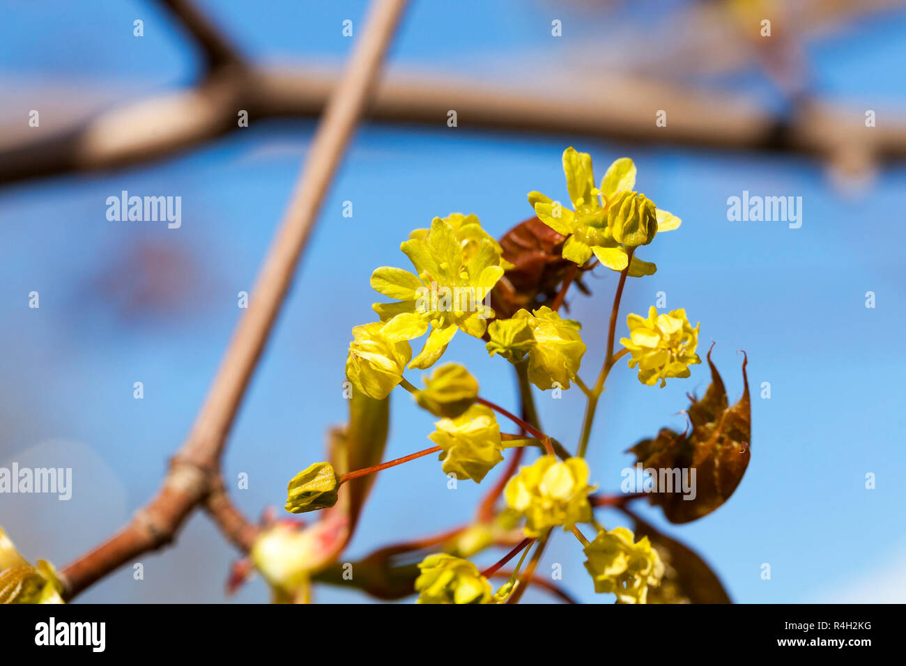 flowering maple tree Stock Photo - Alamy