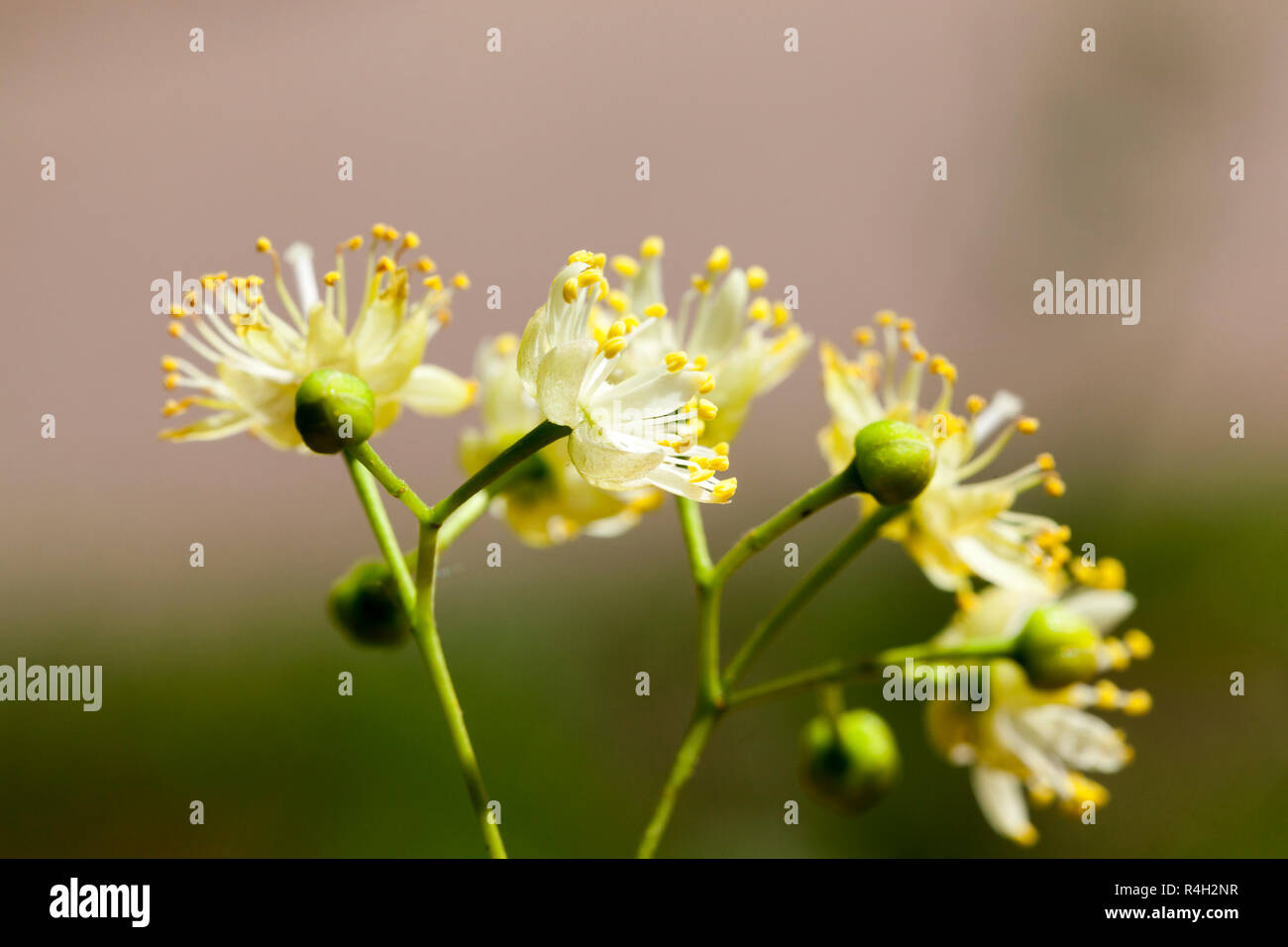 flowering linden trees Stock Photo - Alamy
