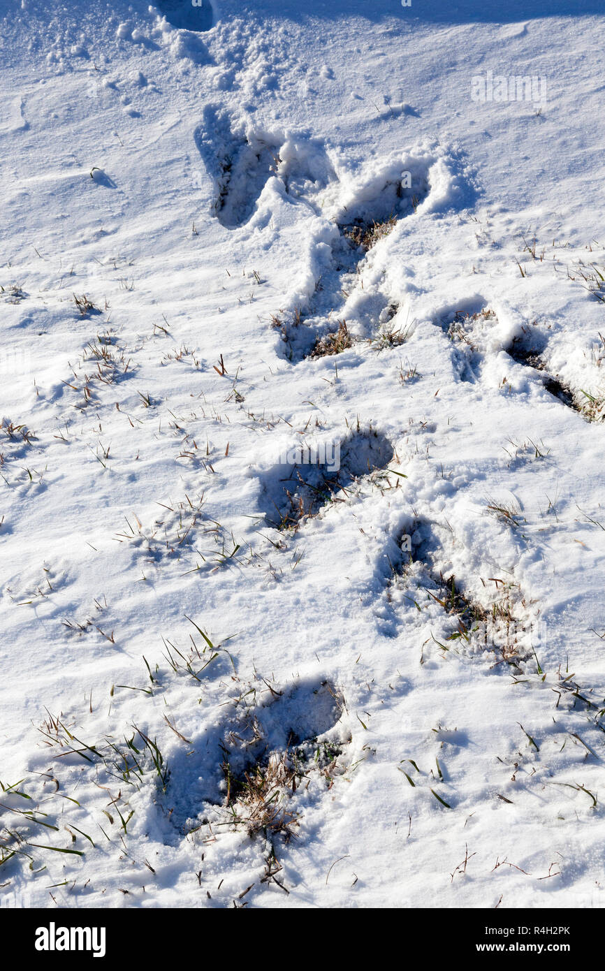 human footprints in the snow Stock Photo - Alamy