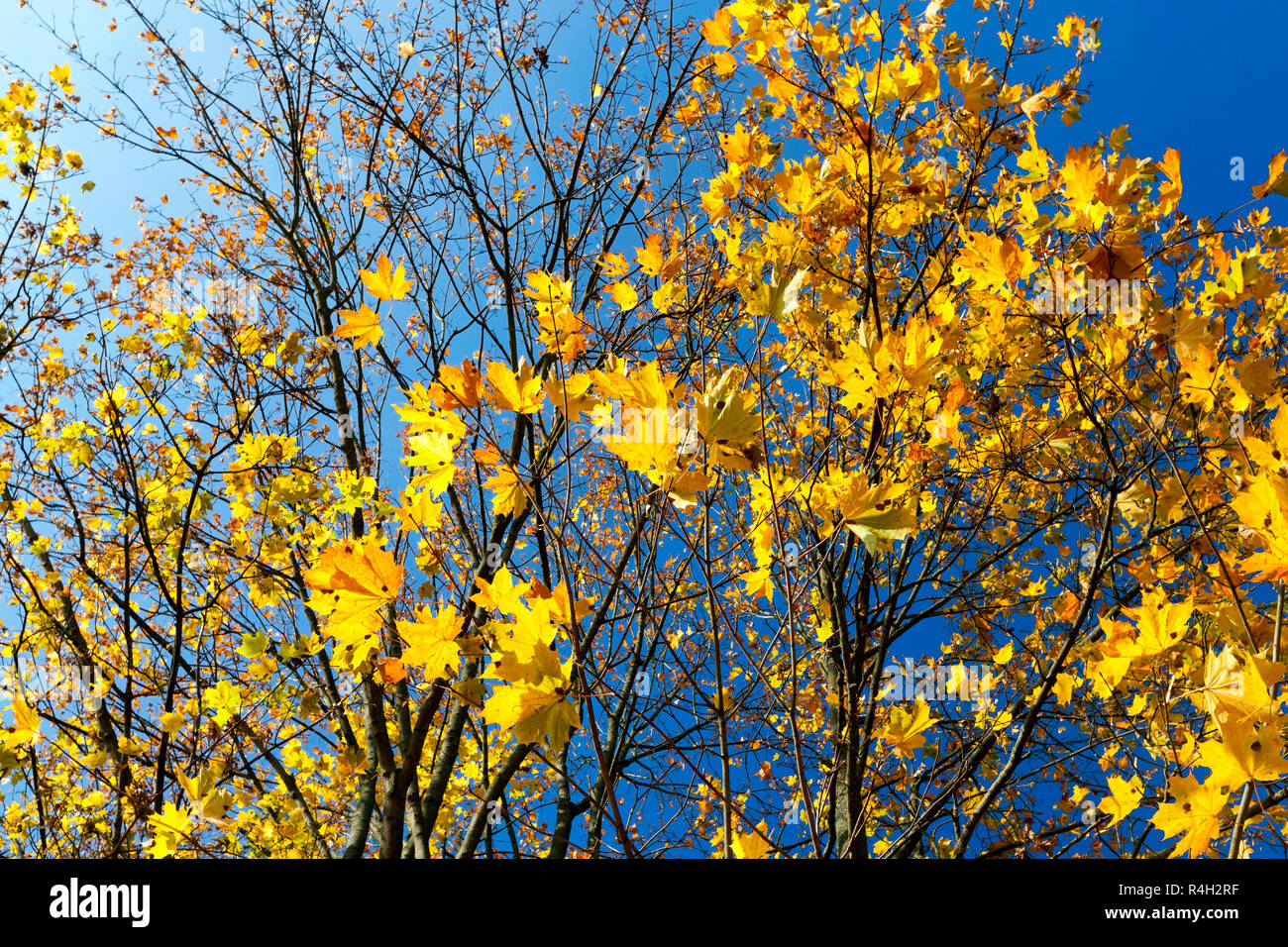 yellowed maple trees in the fall Stock Photo - Alamy