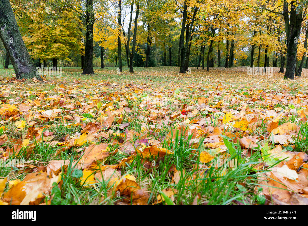 yellowed maple trees in autumn Stock Photo - Alamy