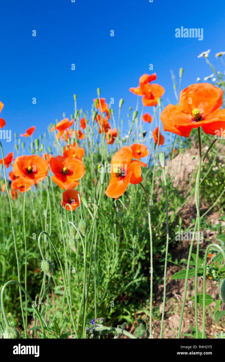 Red Poppy in the field Stock Photo - Alamy