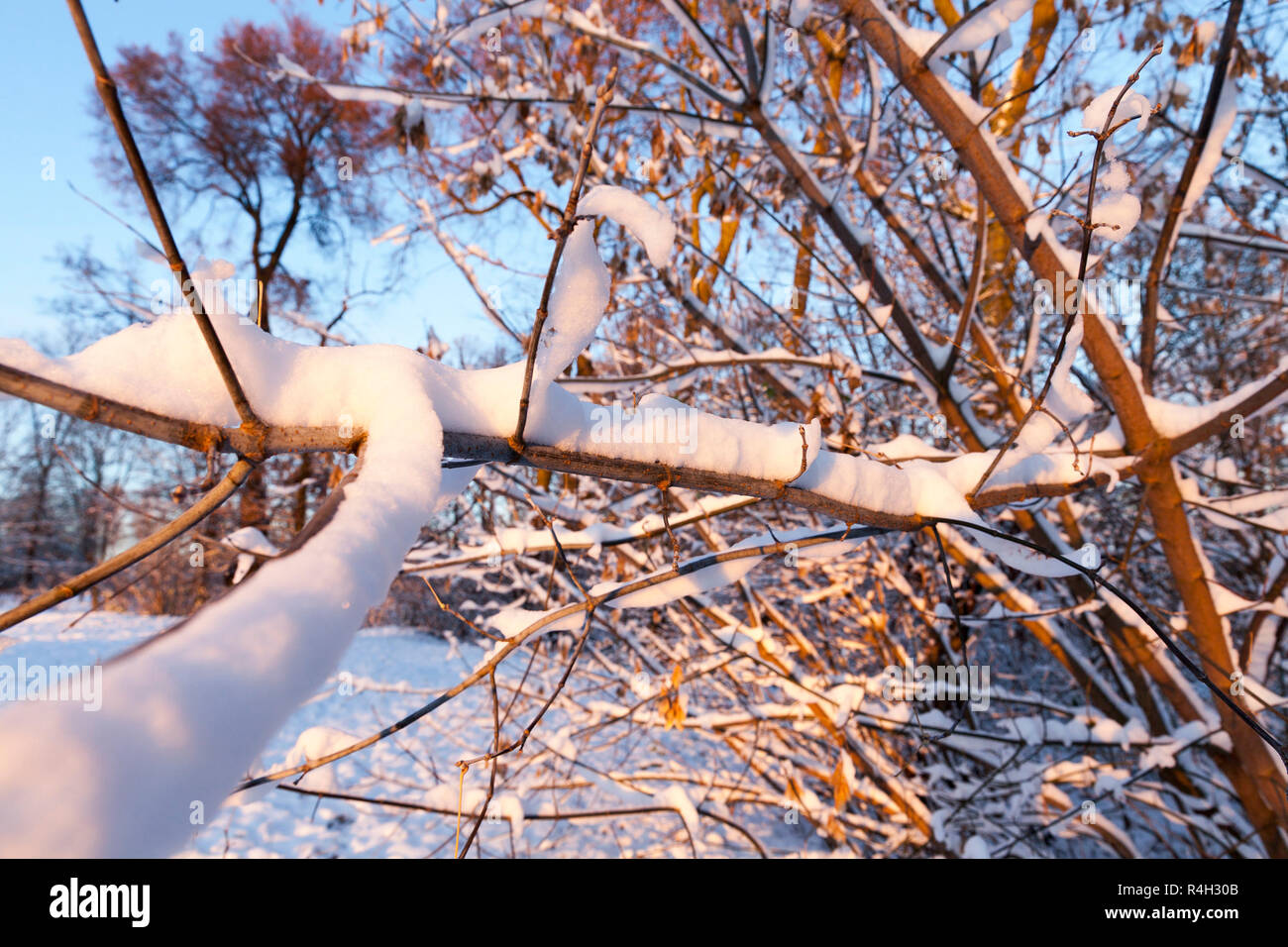 trees in the snow Stock Photo - Alamy