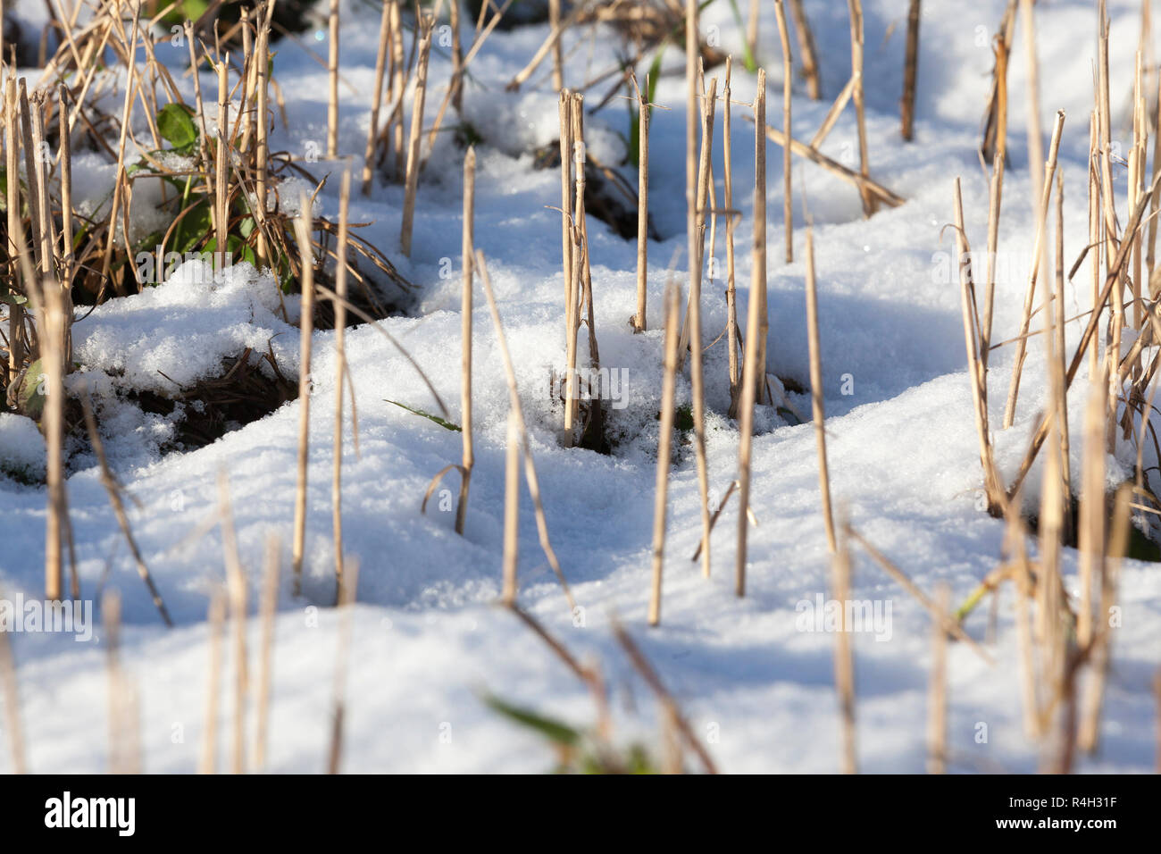 field covered with snow Stock Photo - Alamy