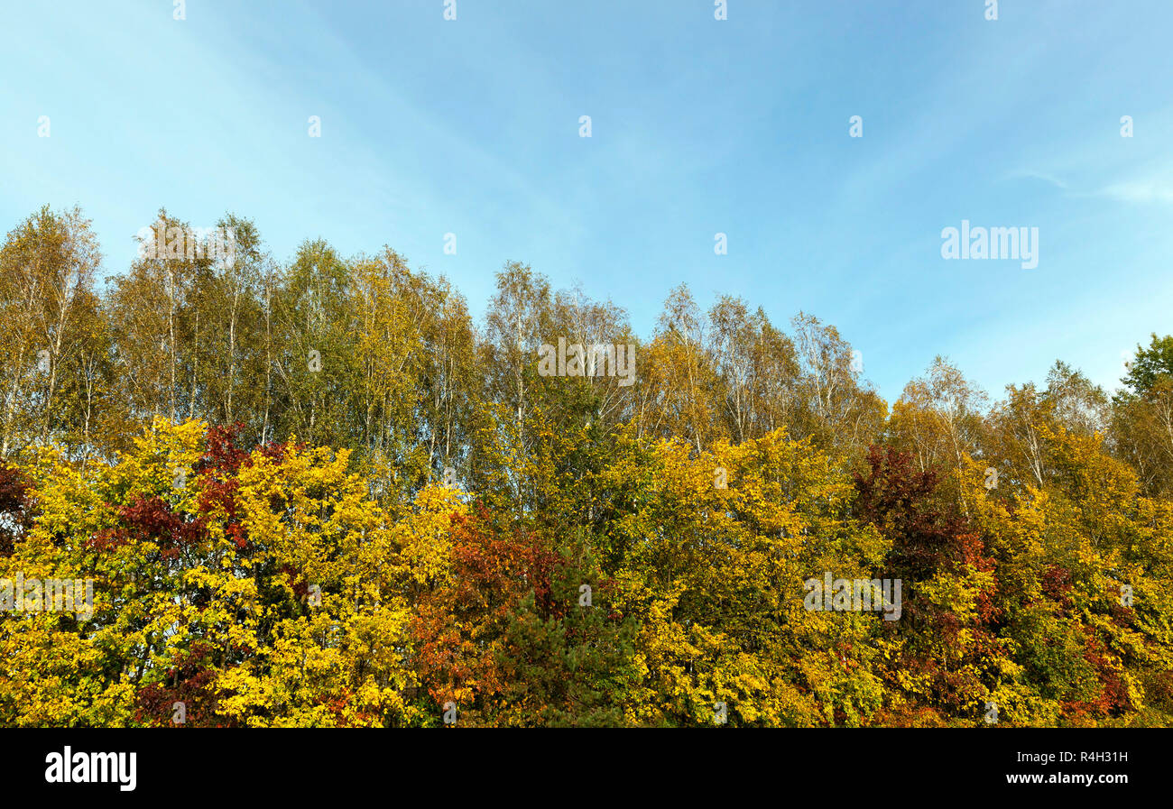 yellowed maple trees in autumn Stock Photo - Alamy