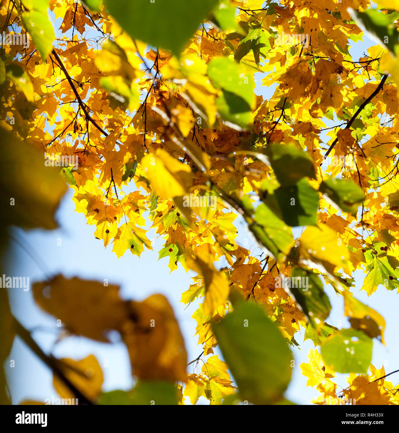 Deciduous trees changing colour hi-res stock photography and images - Alamy