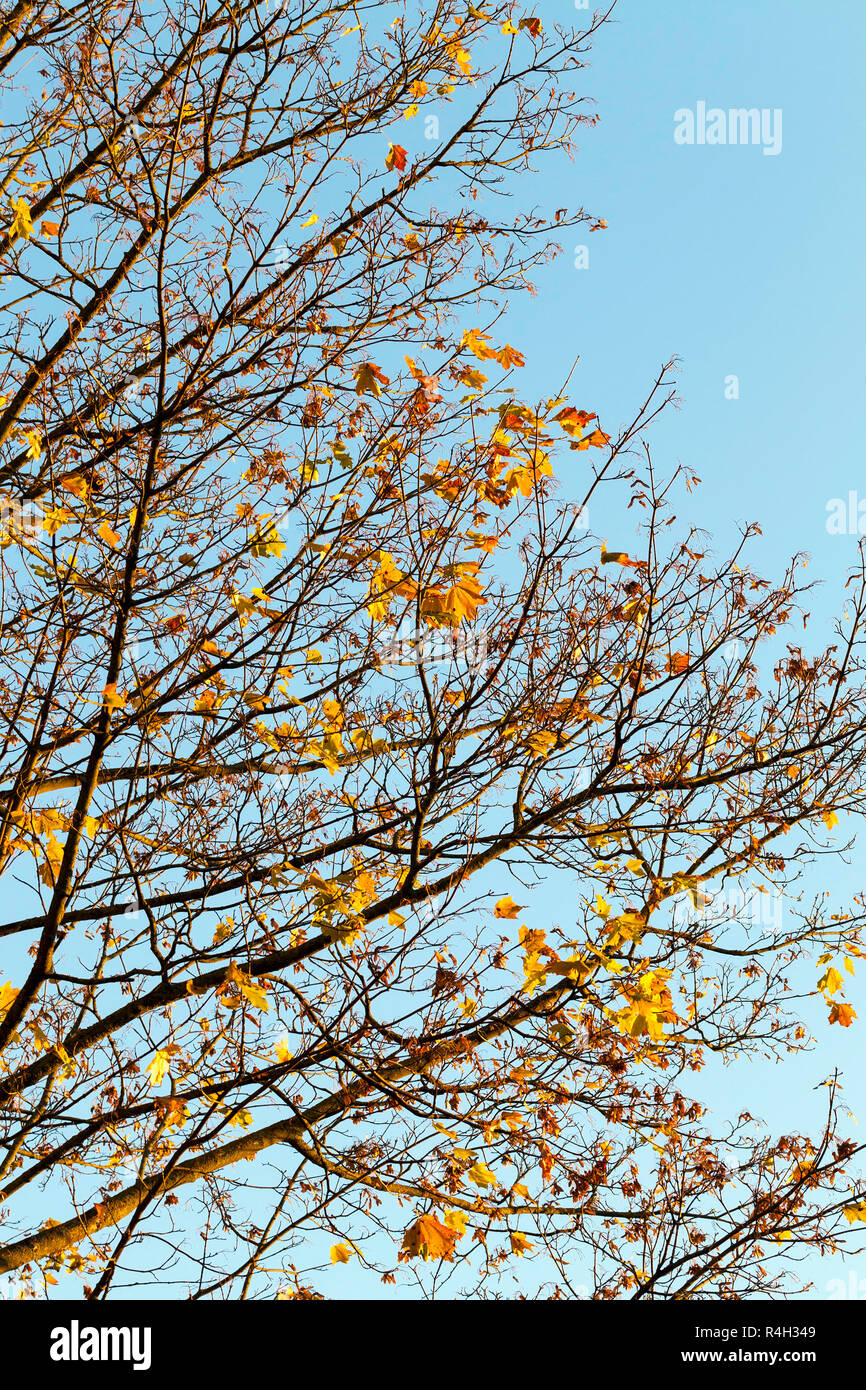 yellowed maple trees in autumn Stock Photo - Alamy