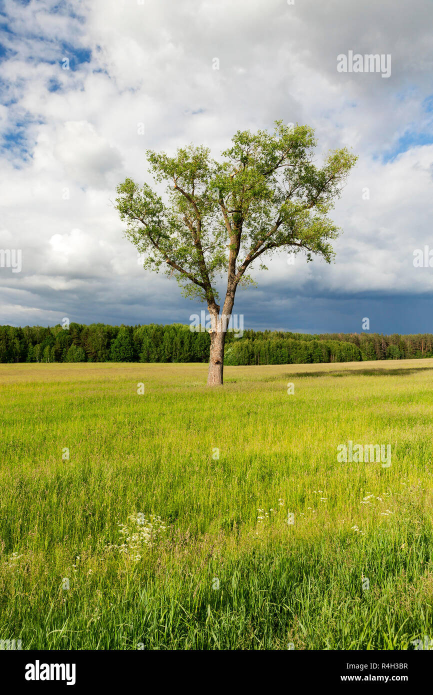 tree in the summer Stock Photo - Alamy
