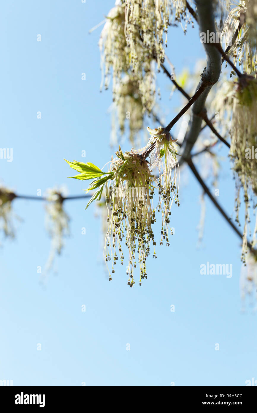 flowering maple tree Stock Photo - Alamy