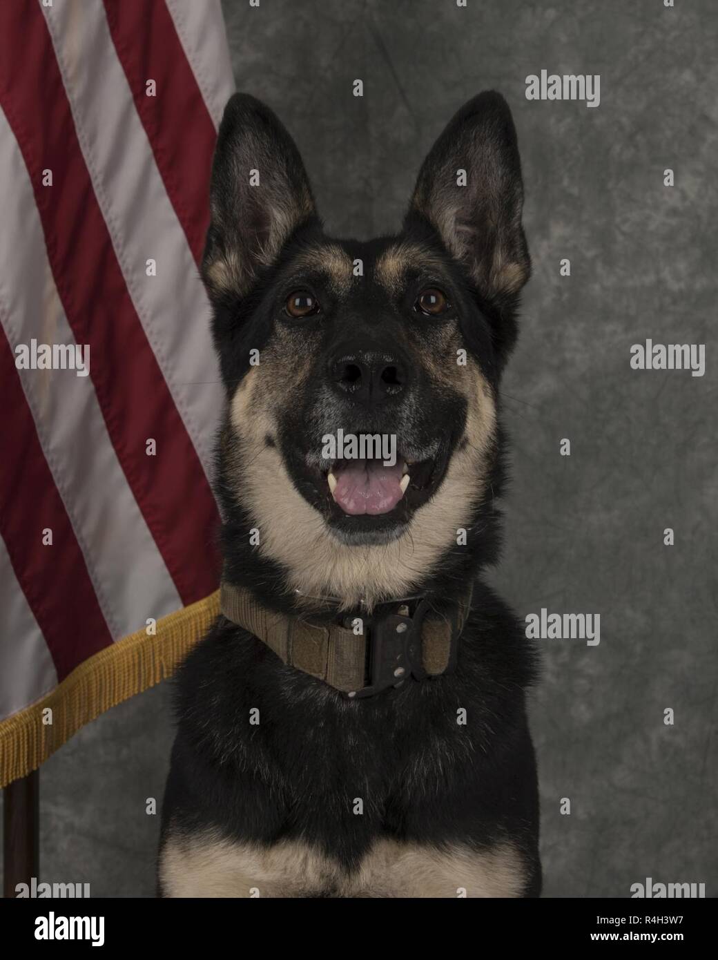 U.S. Air Force military working dog, 96th Security Forces Squadron ...