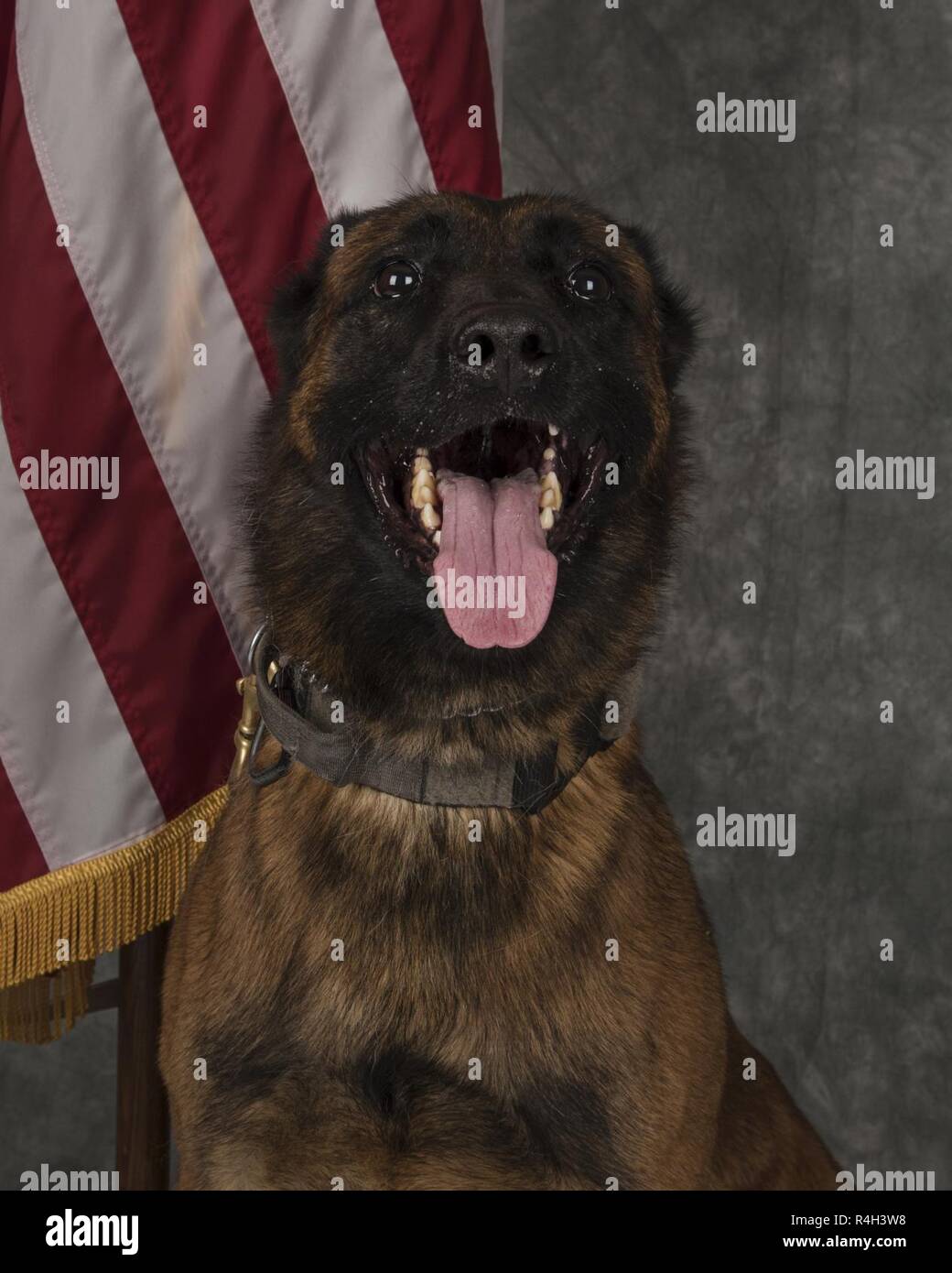 U.S. Air Force military working dog, 96th Security Forces Squadron ...