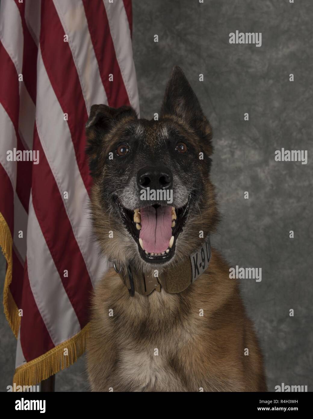 U.S. Air Force military working dog, 96th Security Forces Squadron ...