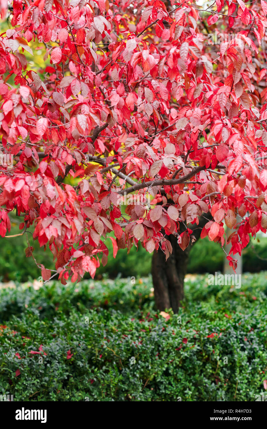 beautiful red plum trees in the autumn season Stock Photo - Alamy