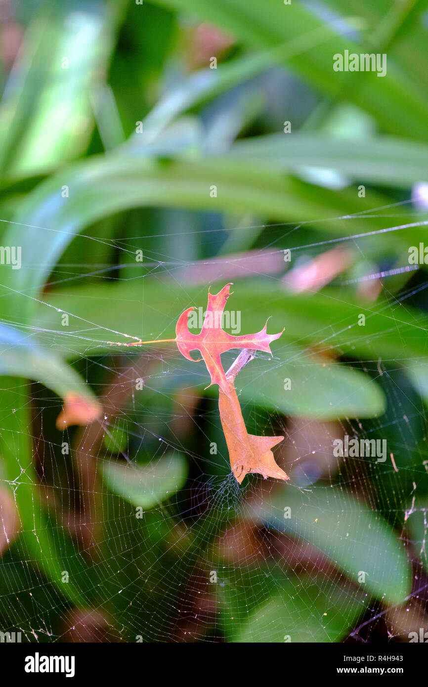 At Homewood Cottages, Highfield Stock Photo - Alamy