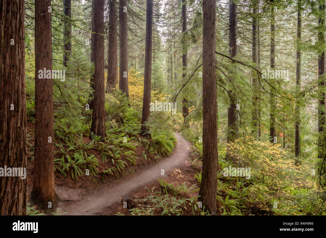 Canopy soil redwood hi-res stock photography and images - Alamy