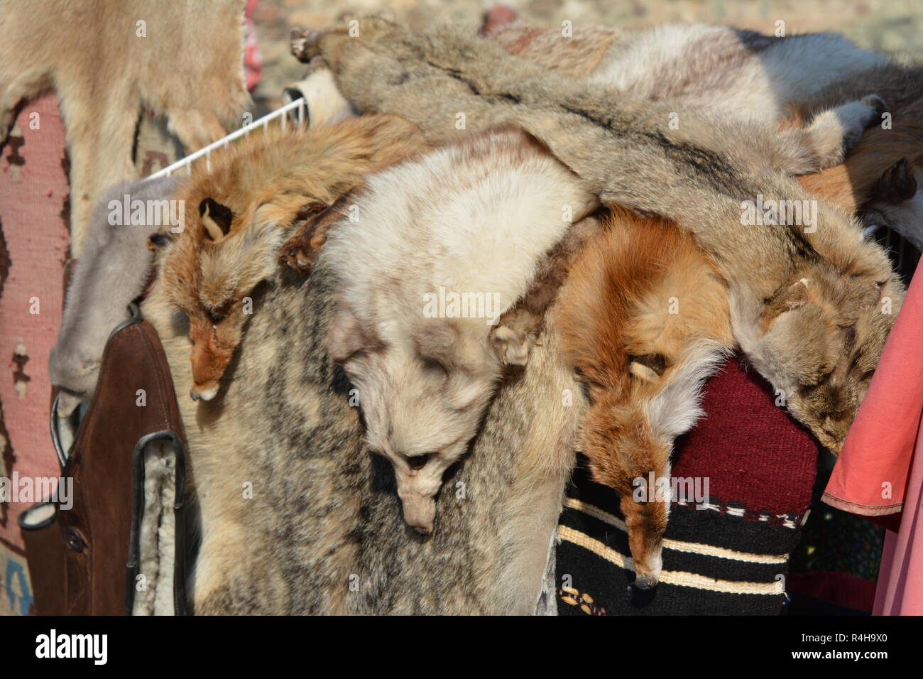 Animals waking up hi-res stock photography and images - Alamy