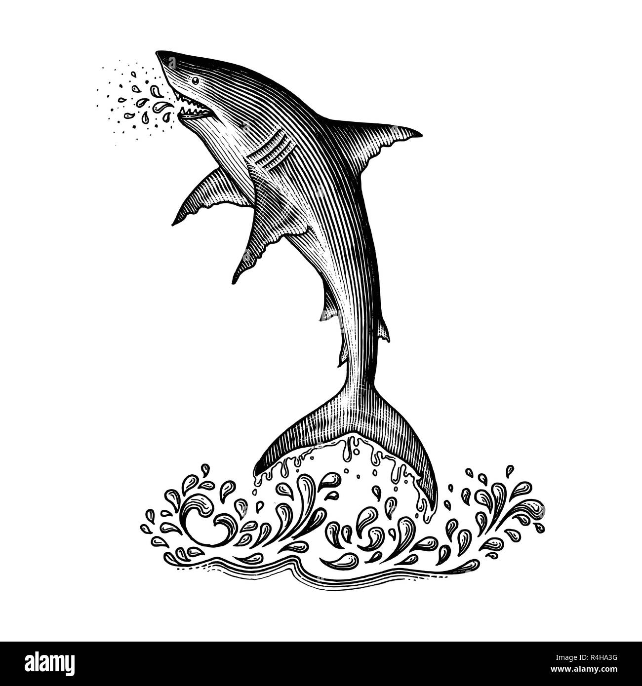 Shark jumping hand drawing vintage style Stock Vector Image & Art - Alamy