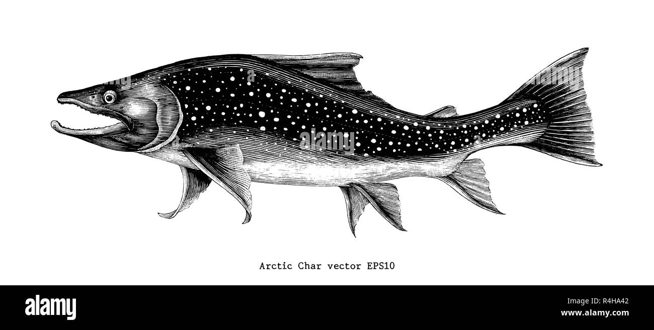 Arctic Char Drawing