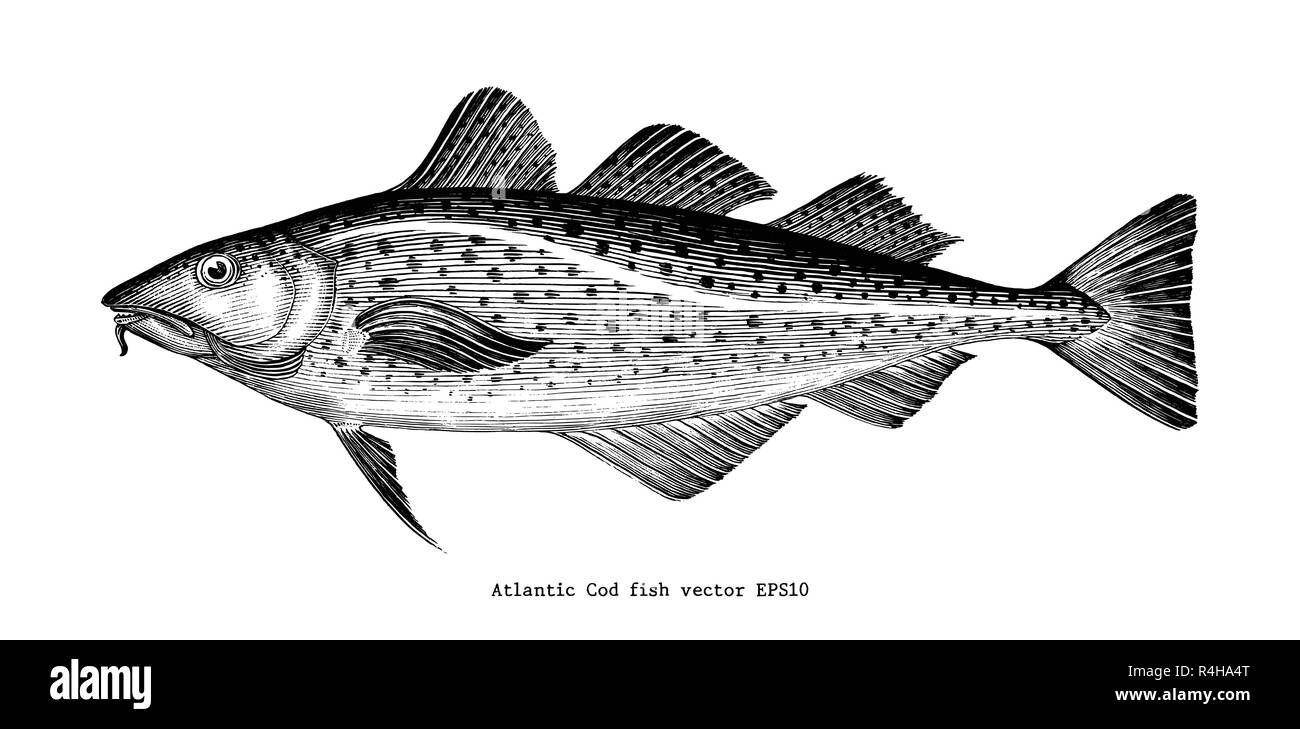 Atlantic cod fish Stock Vector Images - Alamy