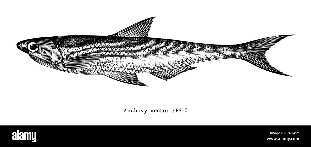 Anchovy hand drawing engraving illustration Stock Vector Image & Art ...