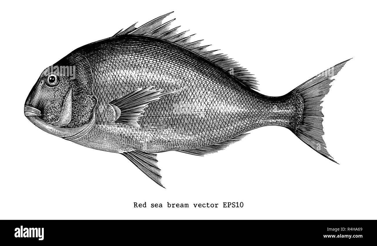 Red seabream Stock Vector Images - Alamy