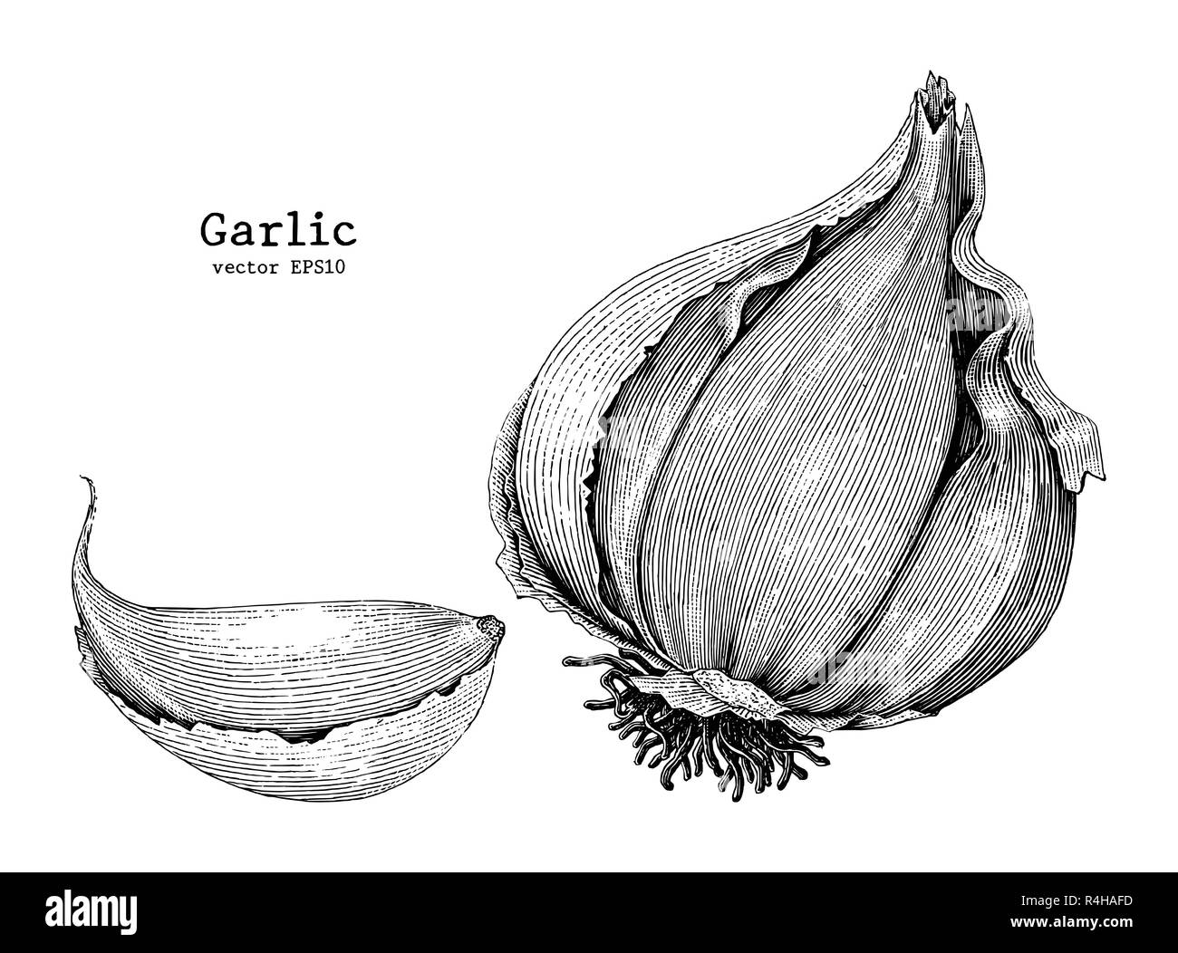 Drawing garlic illustration vector Black and White Stock Photos ...