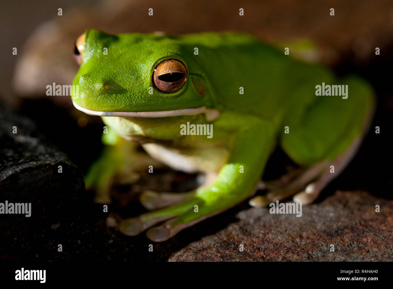 Green tree frog sitting on a stone Stock Photo - Alamy