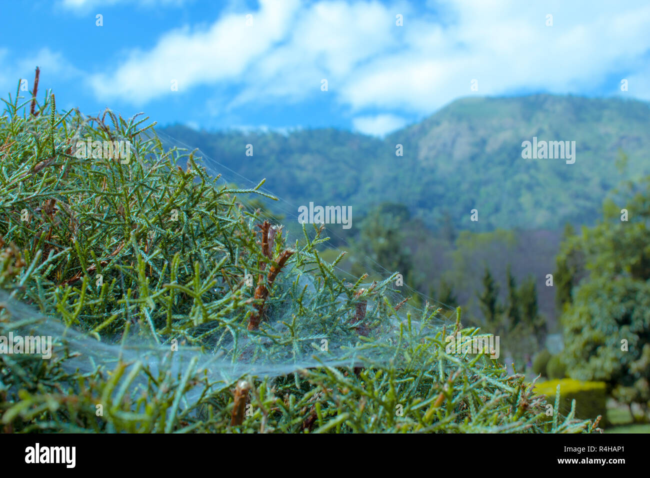 Cobweb on tree Stock Photo - Alamy