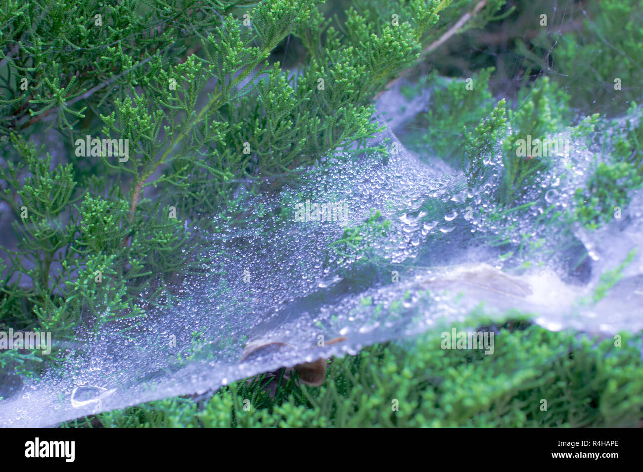 Cobweb on tree Stock Photo - Alamy