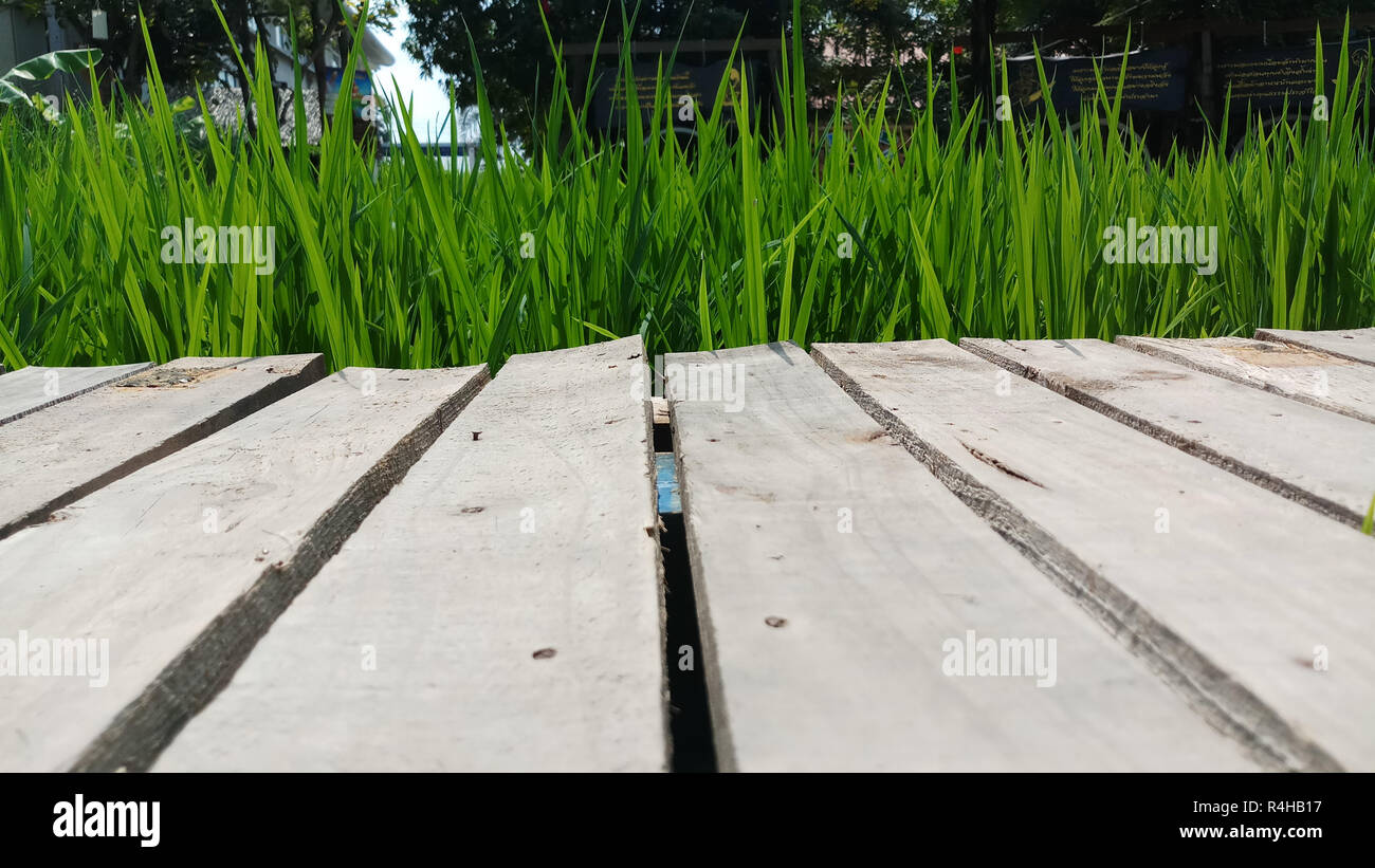Rice field background hi-res stock photography and images - Alamy